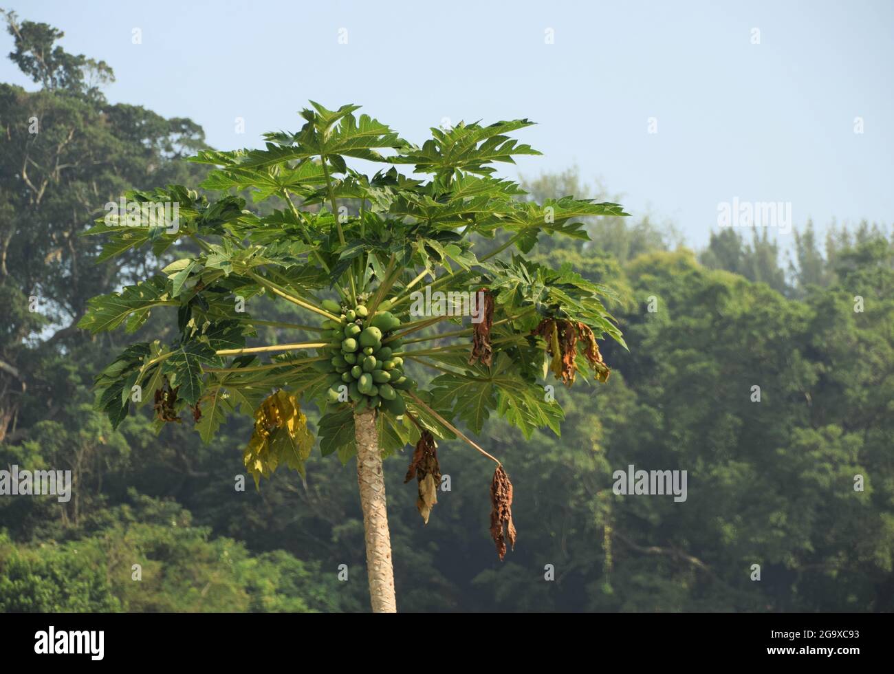A papaya plant growing in Hong Kong Stock Photo - Alamy