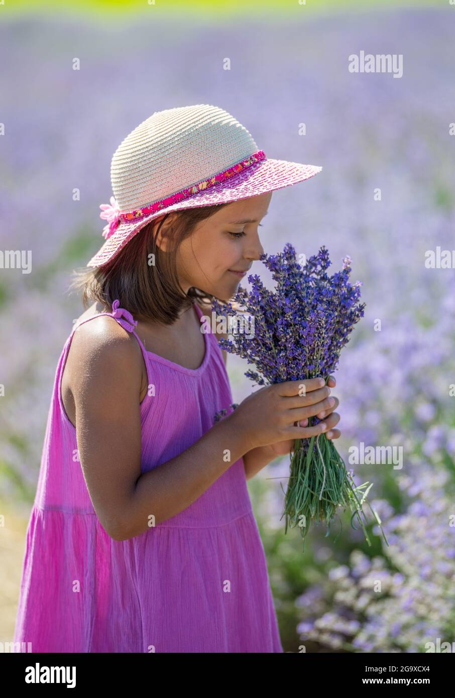 Portrait of little girl sniffing flowers in the lavender field Stock ...