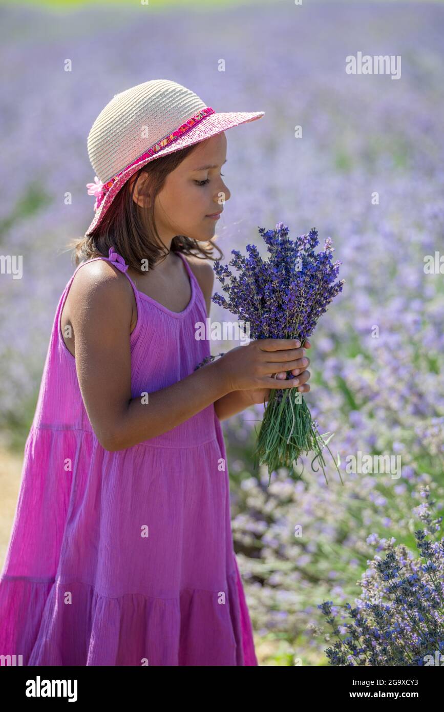 Portrait of little girl sniffing flowers in the lavender field Stock ...