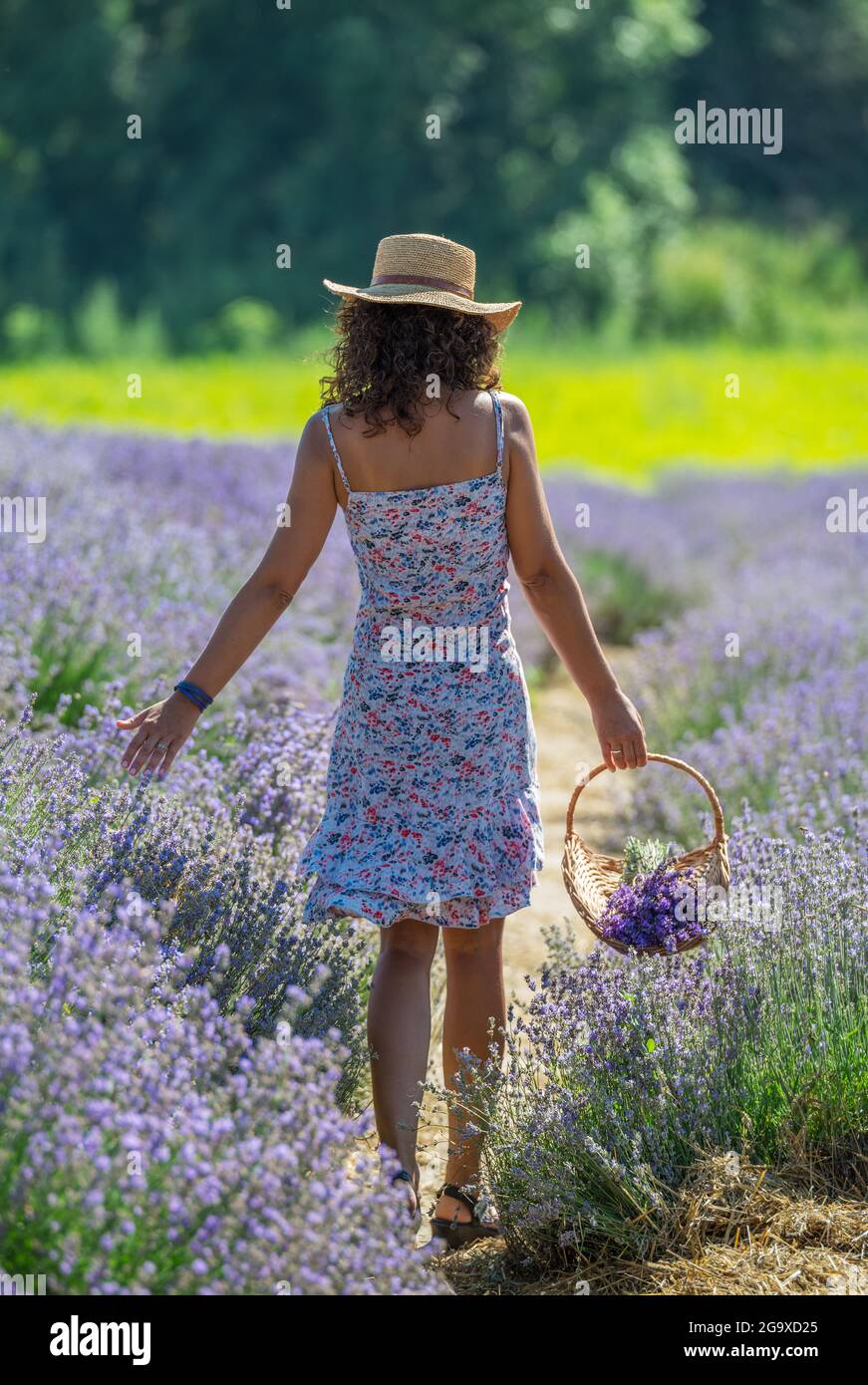 Woman walking in the flowering lavender field and gathering flowers ...