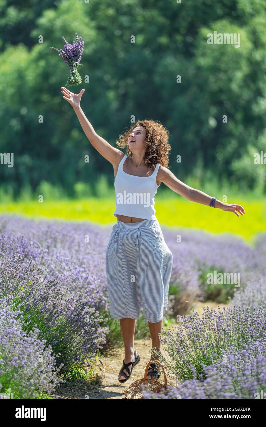 Woman walking in the flowering lavender field and gathering flowers ...