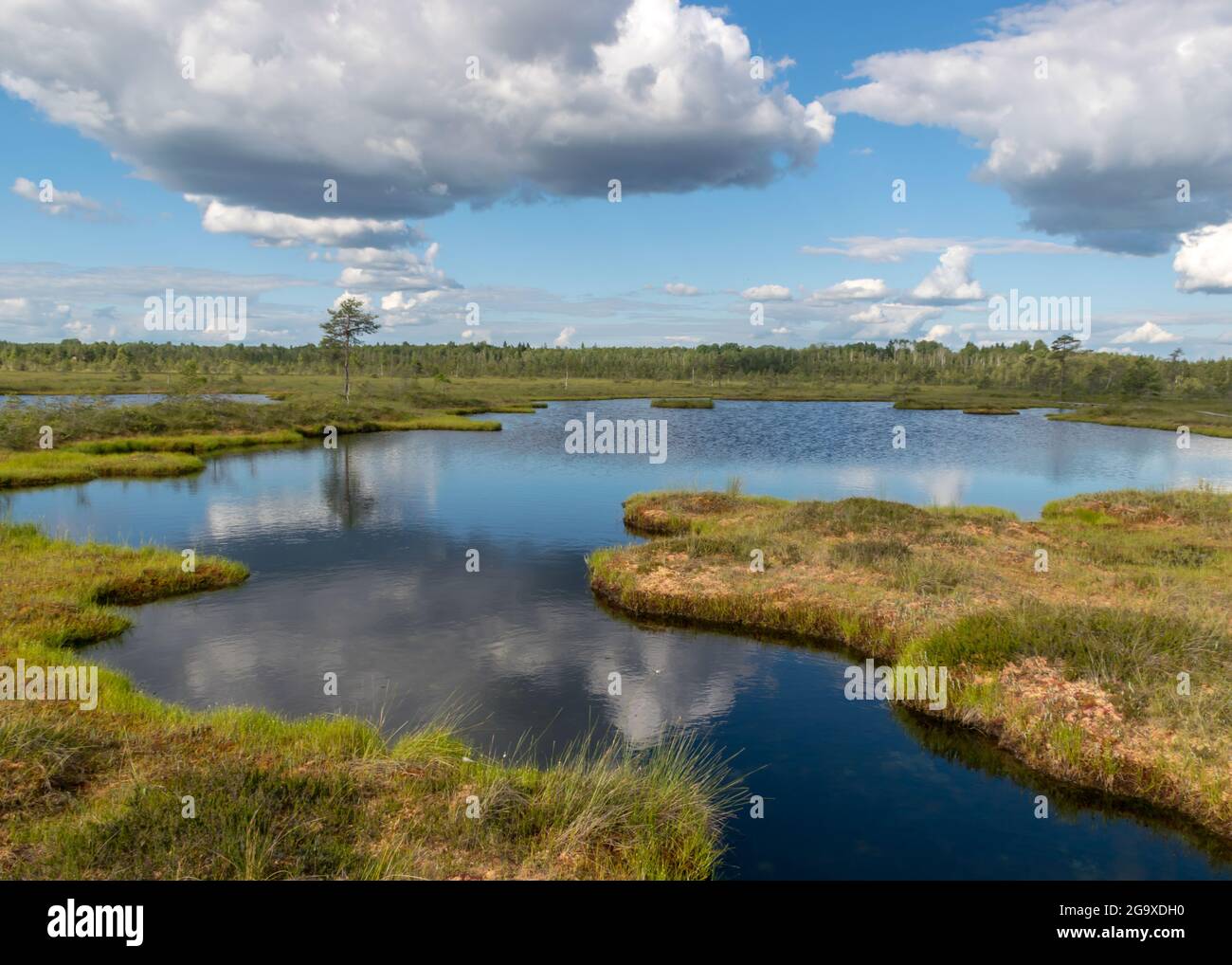 traditional bog landscape with blue swamp lake, gorgeous clouds, mire ...