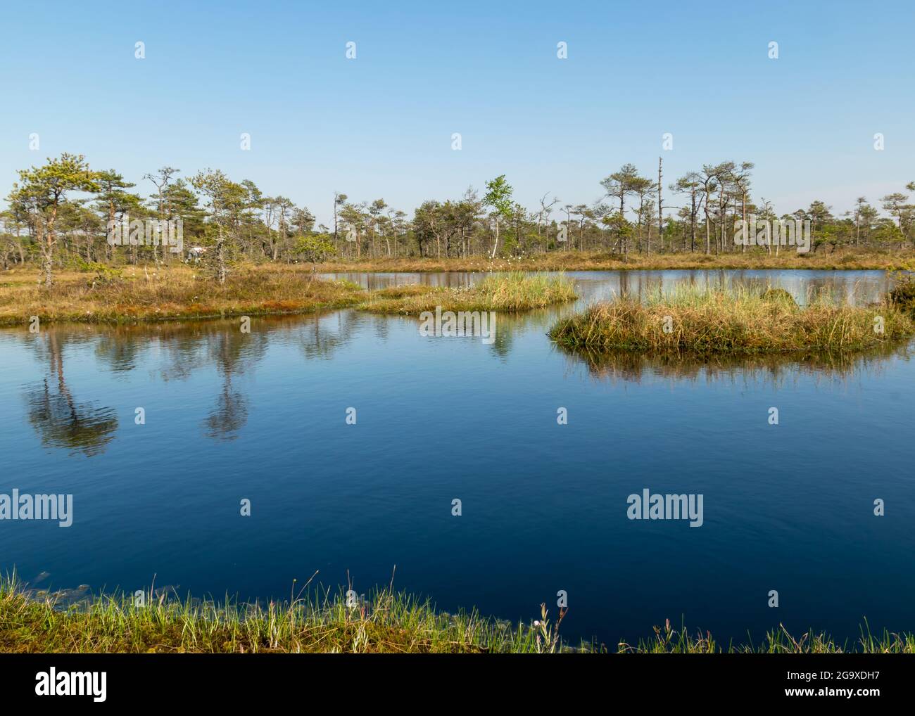beautiful swamp landscape with blue sky and water, traditional swamp ...