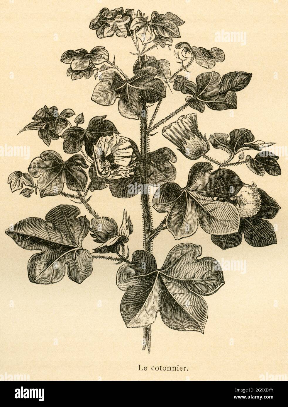 botany, cotton plant, image from: "L `Ancienne France, Le Livre", by M ...