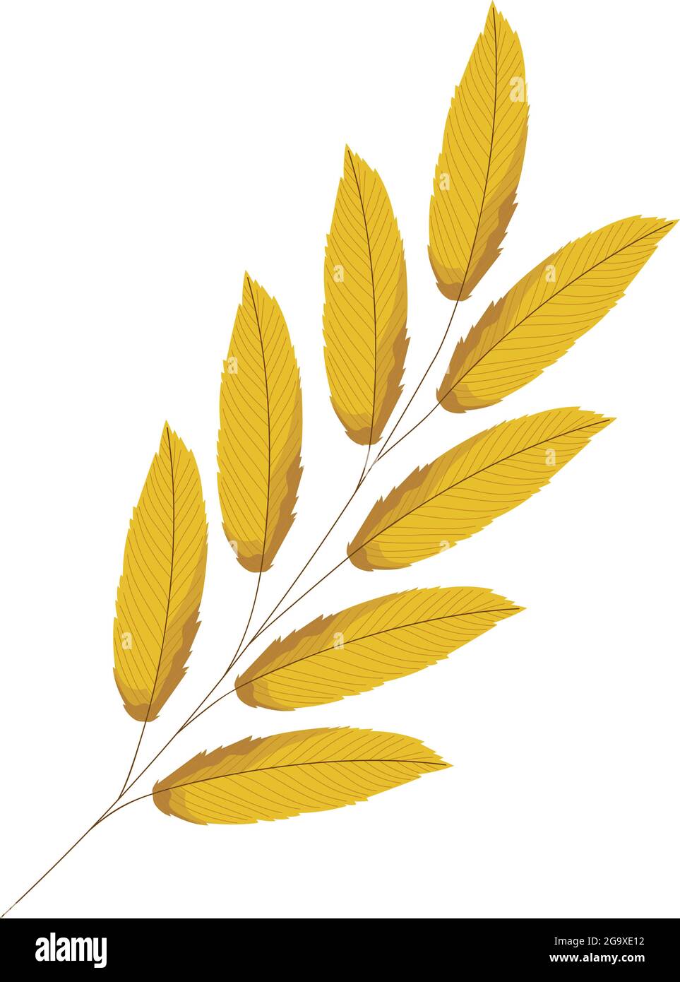 golden lanceolate leaves Stock Vector Image & Art - Alamy