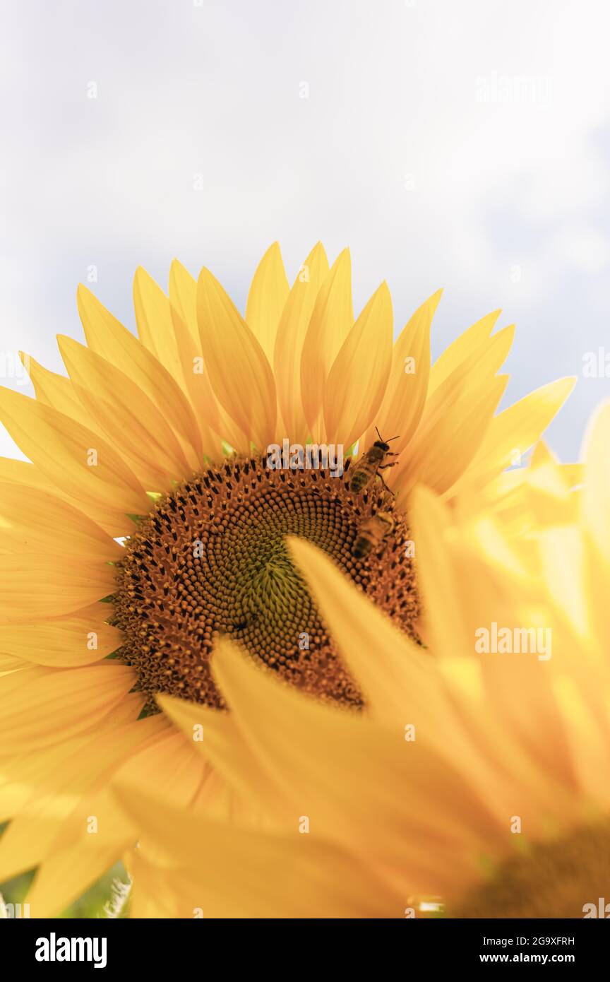 Poster sunflowers field hi-res stock photography and images - Alamy