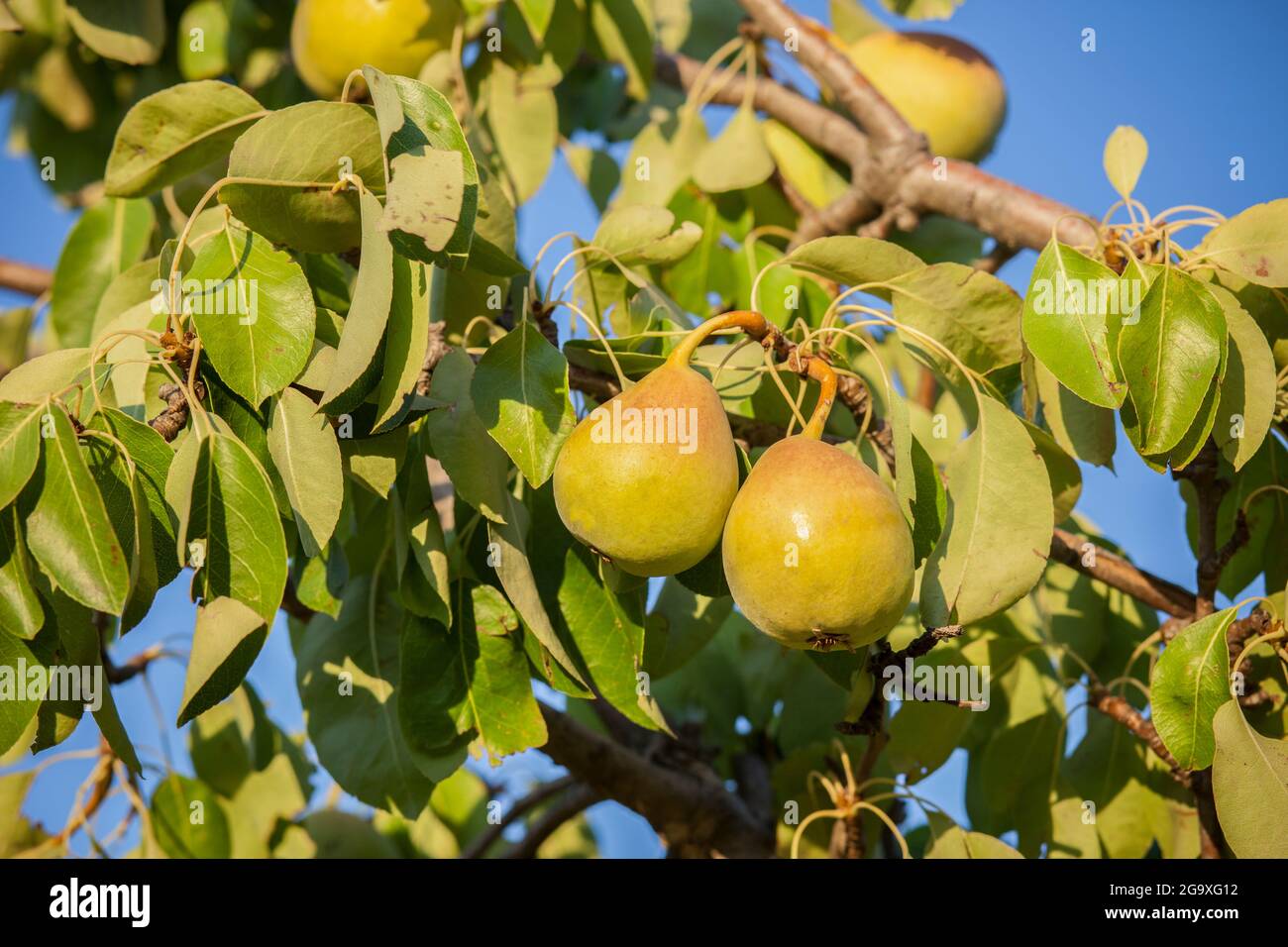 Pear tree branch full of yellow fruits. Blue sunny sky Stock Photo - Alamy