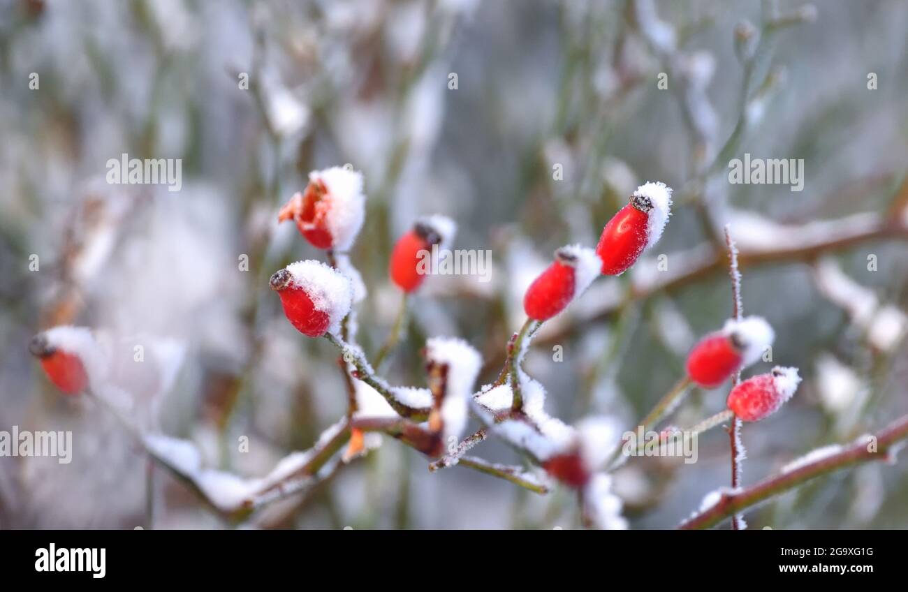red rose fruit sprinkled with snow Stock Photo - Alamy