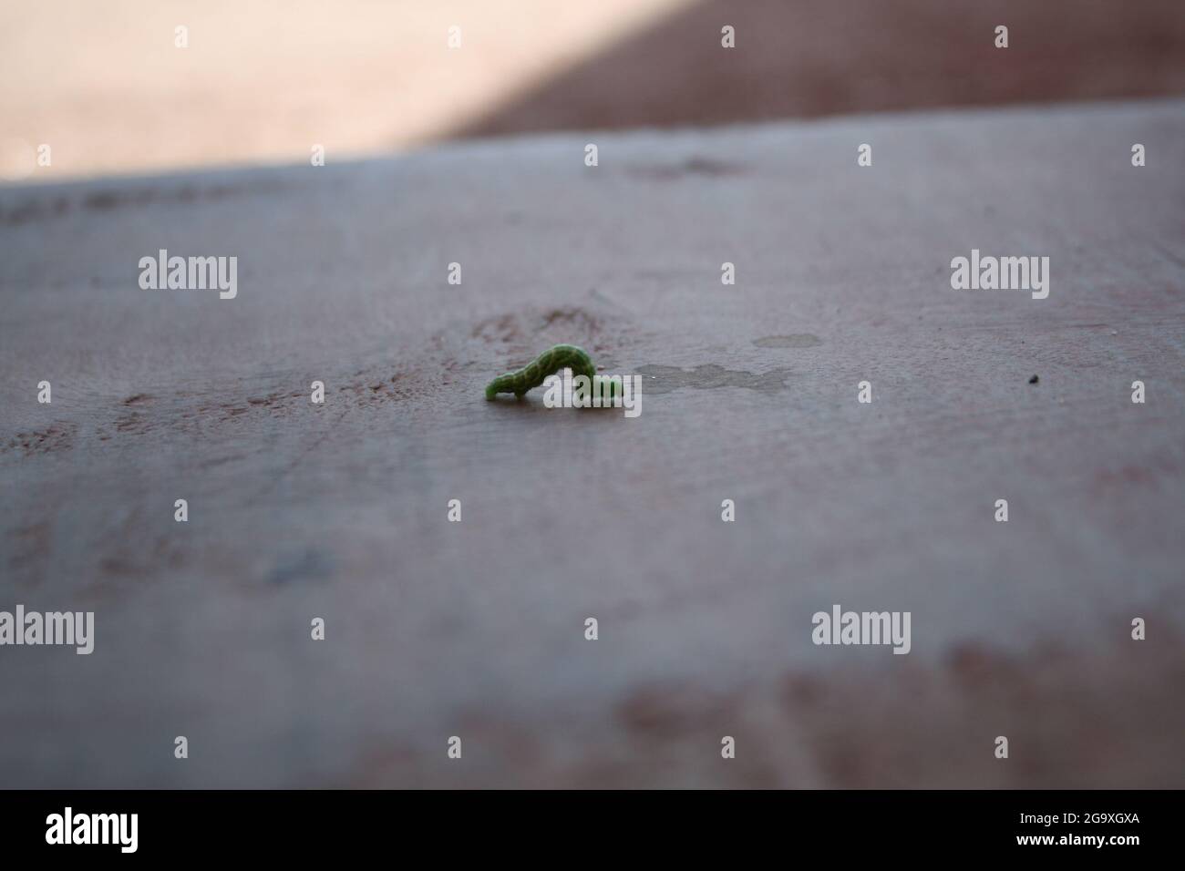 Closeup shot of a green worm on stone Stock Photo - Alamy