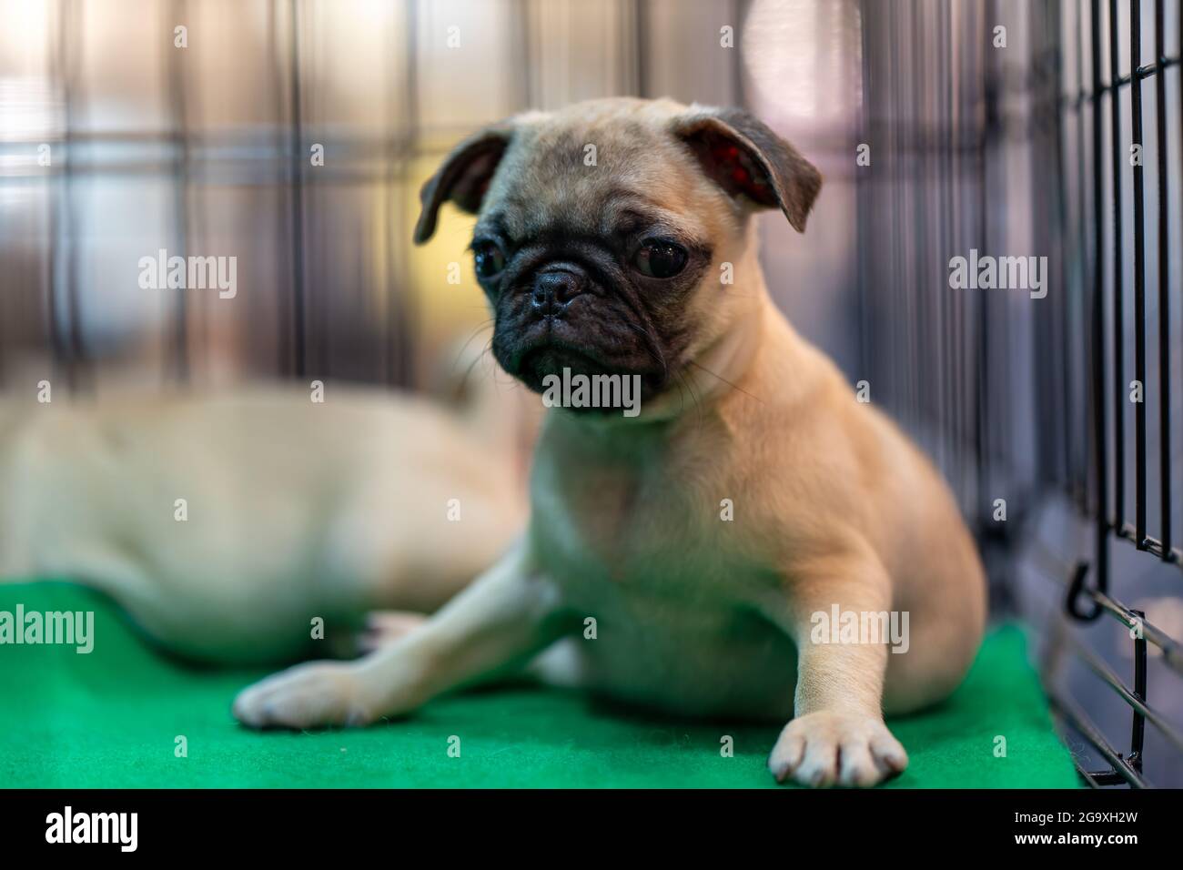 Mat grills hi-res stock photography and images - Alamy