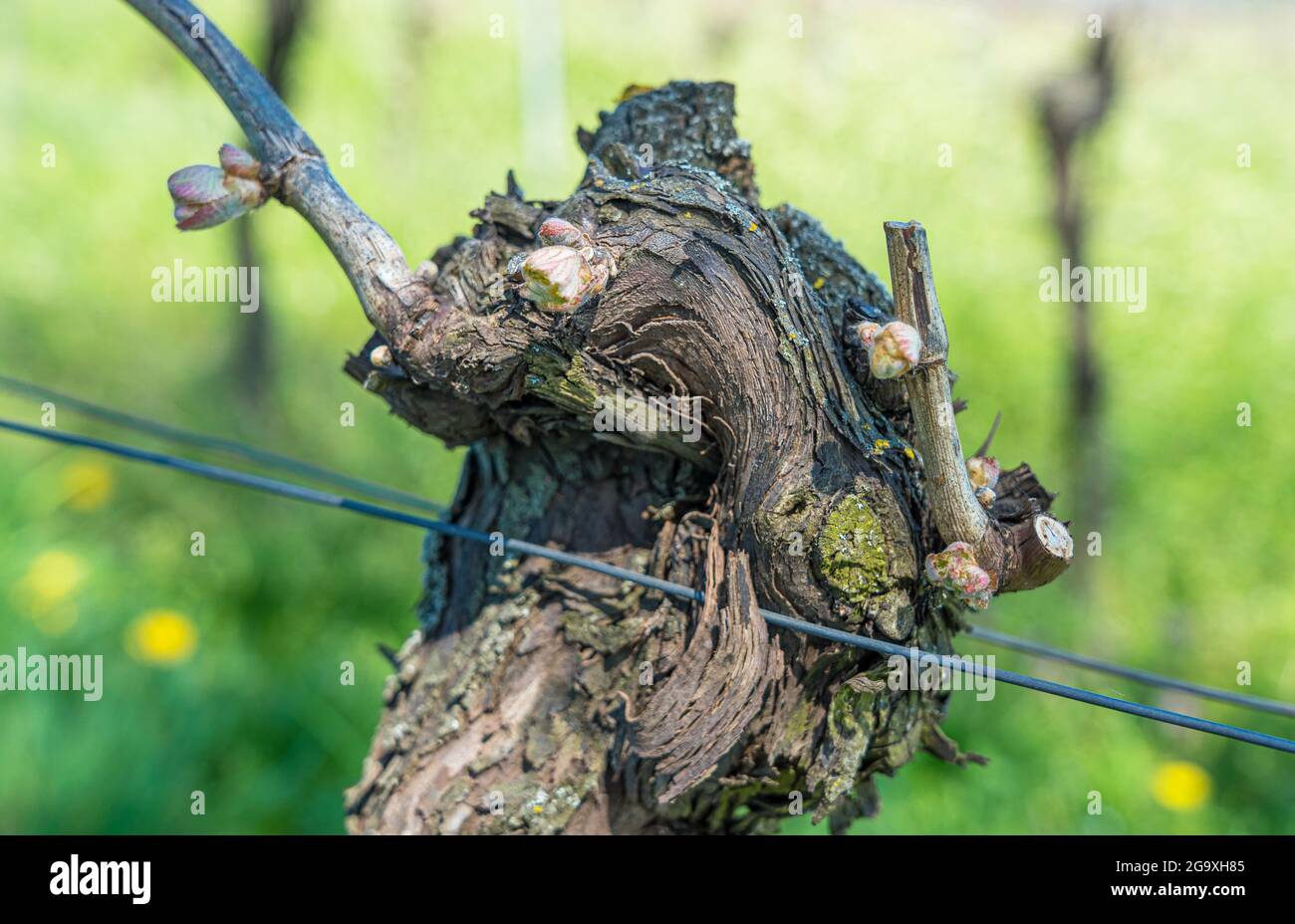 Closeup shot of a wire through a tree branch Stock Photo - Alamy