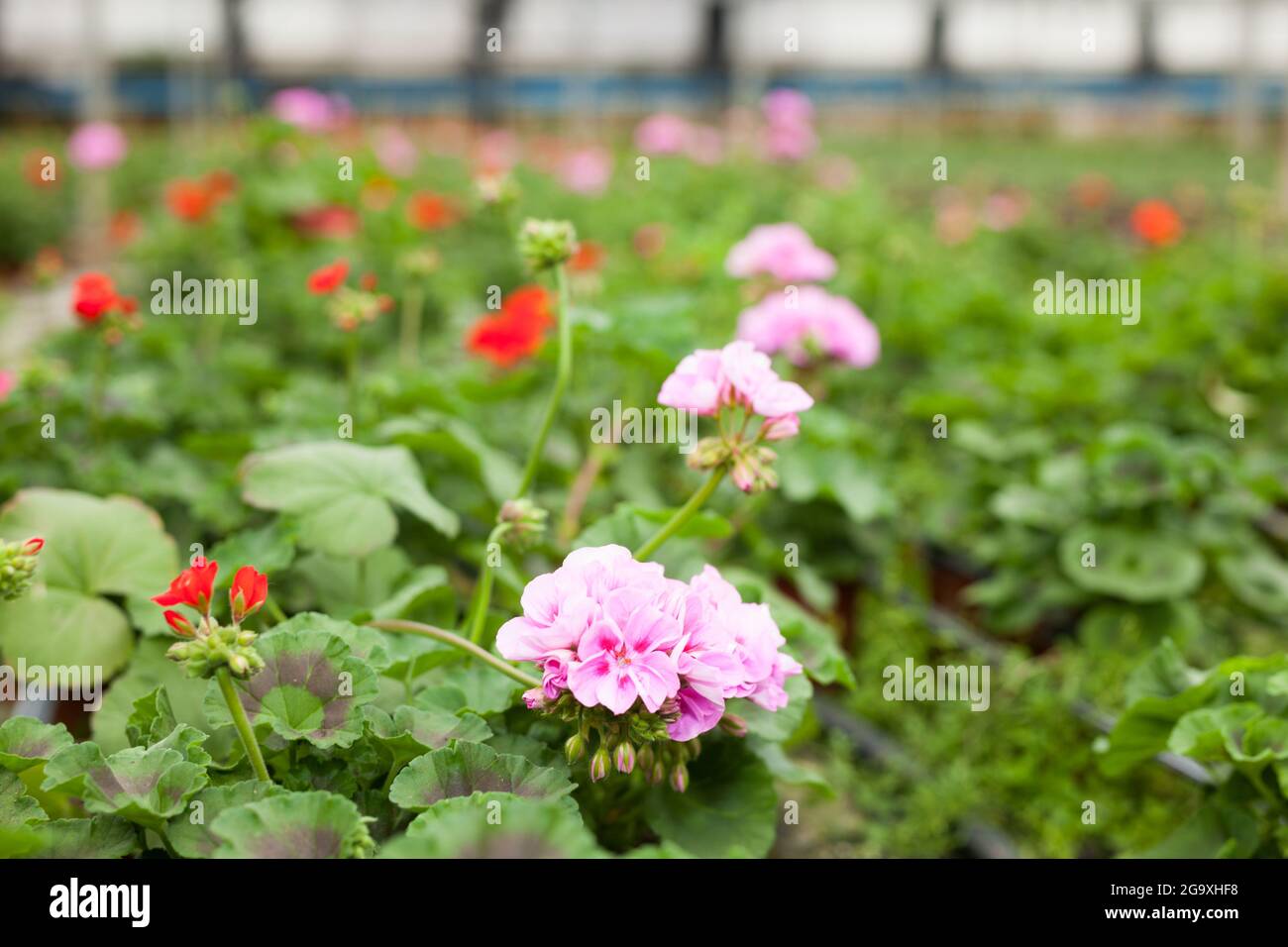 Geranium farming hi-res stock photography and images - Alamy