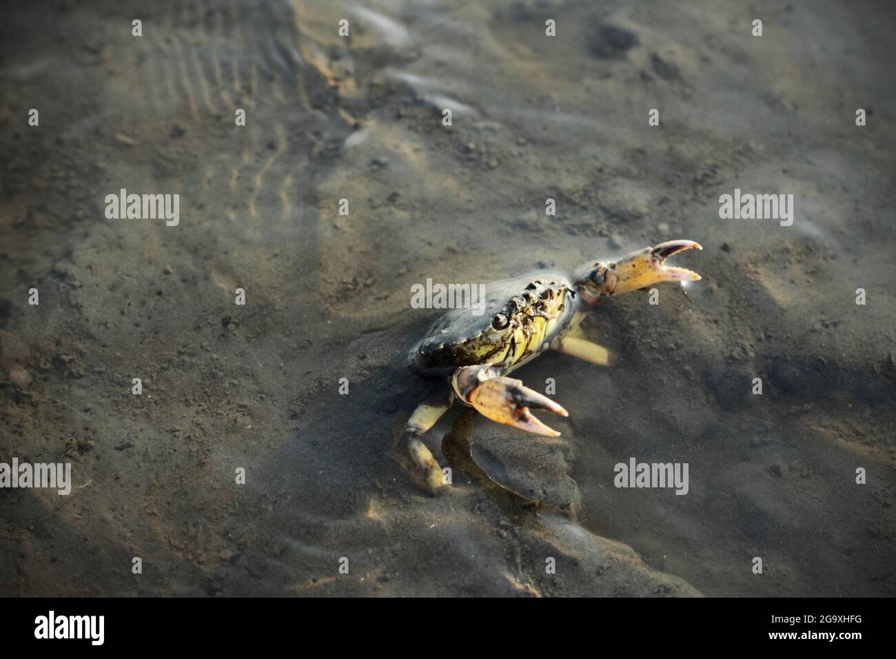 Crab body hi-res stock photography and images - Alamy