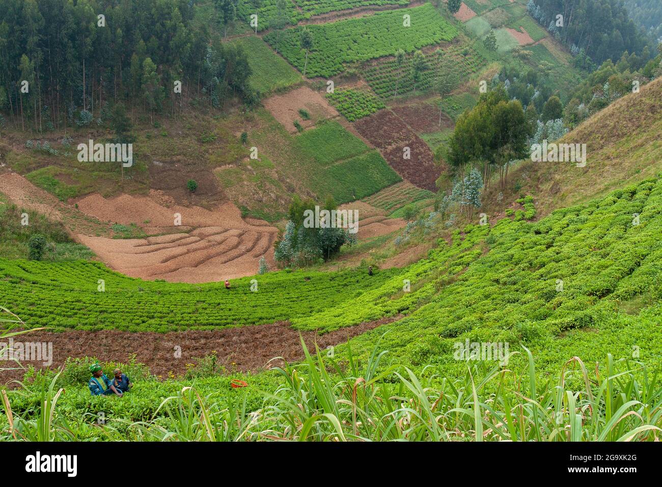 Rwanda, august 2008 - women in tea plantations Rwanda Stock Photo - Alamy