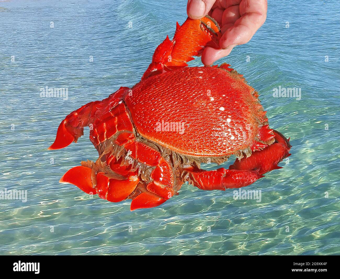 Spanner crab hi-res stock photography and images - Alamy