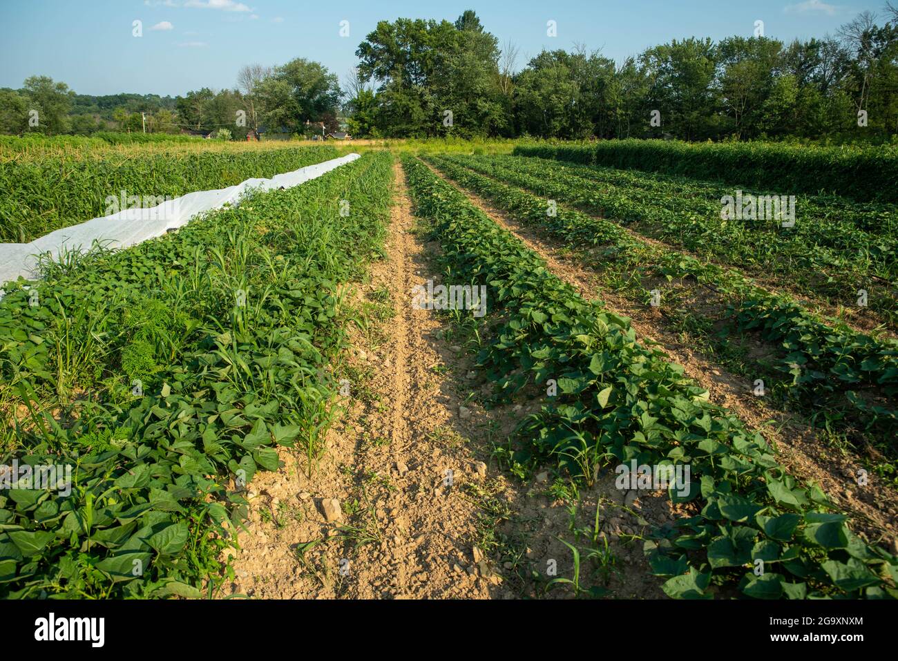 row crops of organic vegetables on an idyllic farm Stock Photo - Alamy