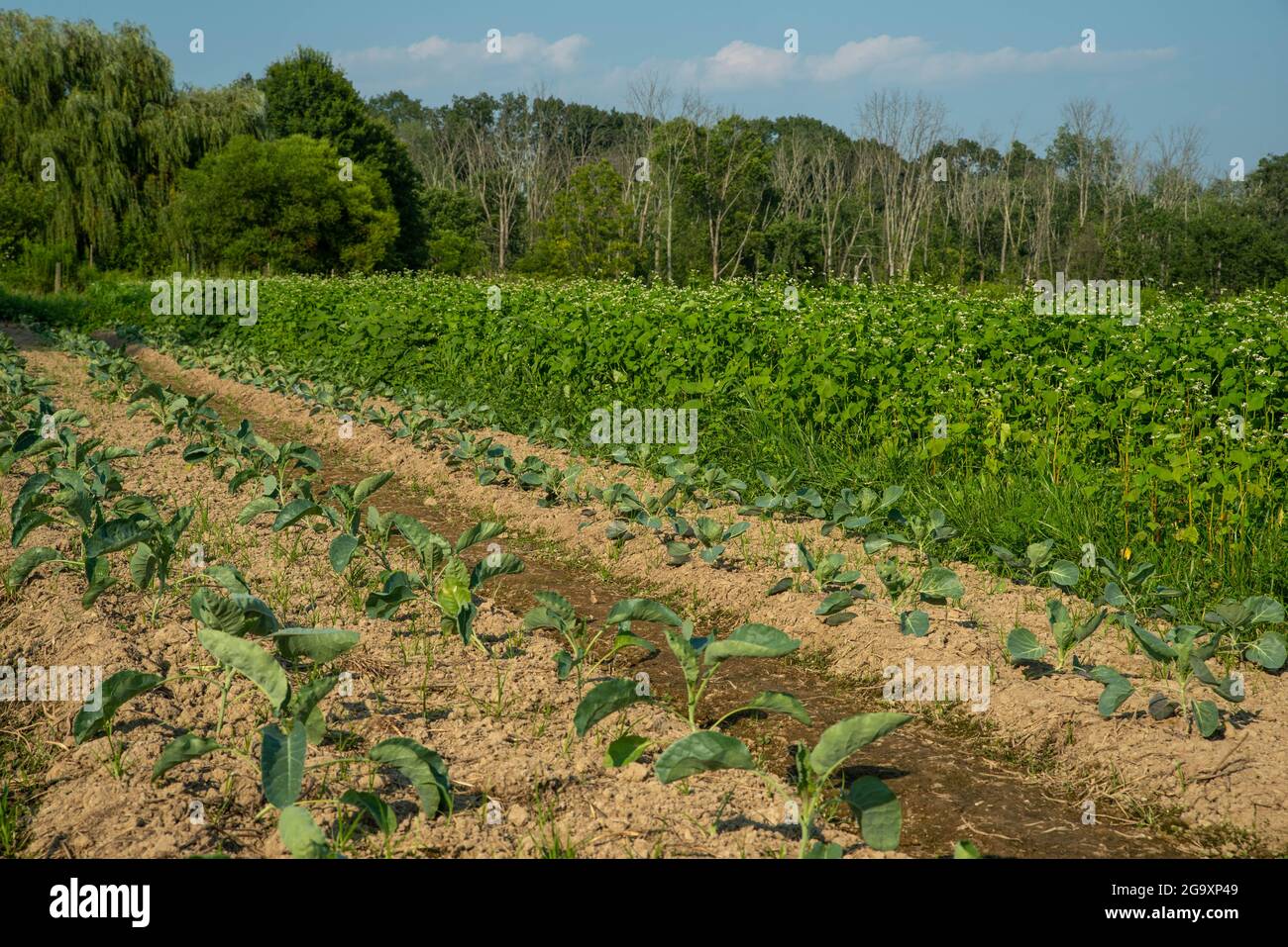 Green vegetables grow in a beautiful nature farm setting Stock Photo ...