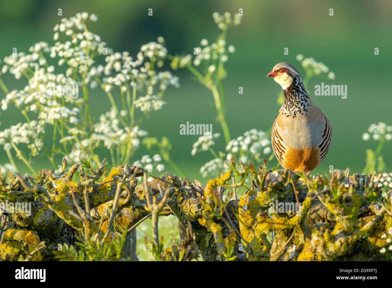 Nesting partridge hi-res stock photography and images - Alamy