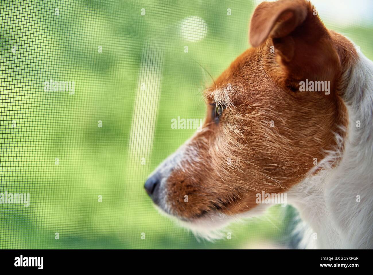 Dog home alone bark hi-res stock photography and images - Alamy
