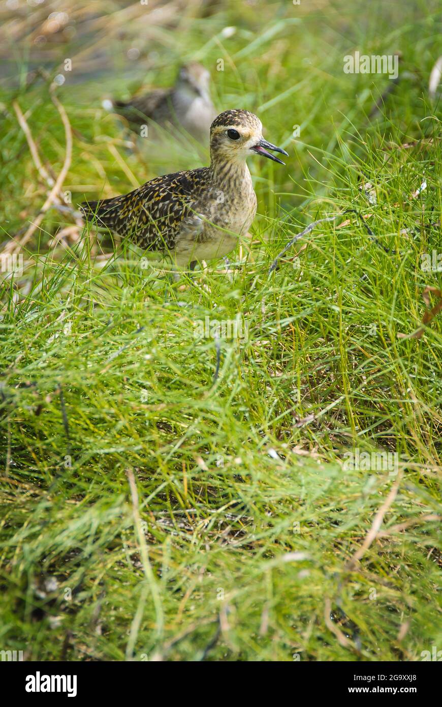 A non-breeding Pacific Golden Plover standing in shoreline sea grasses ...