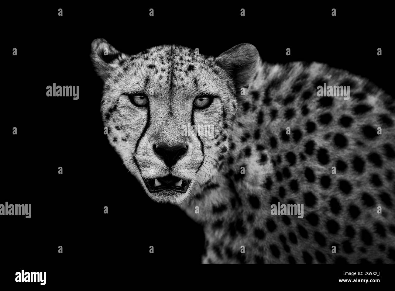 Cheetah with a black background Stock Photo - Alamy