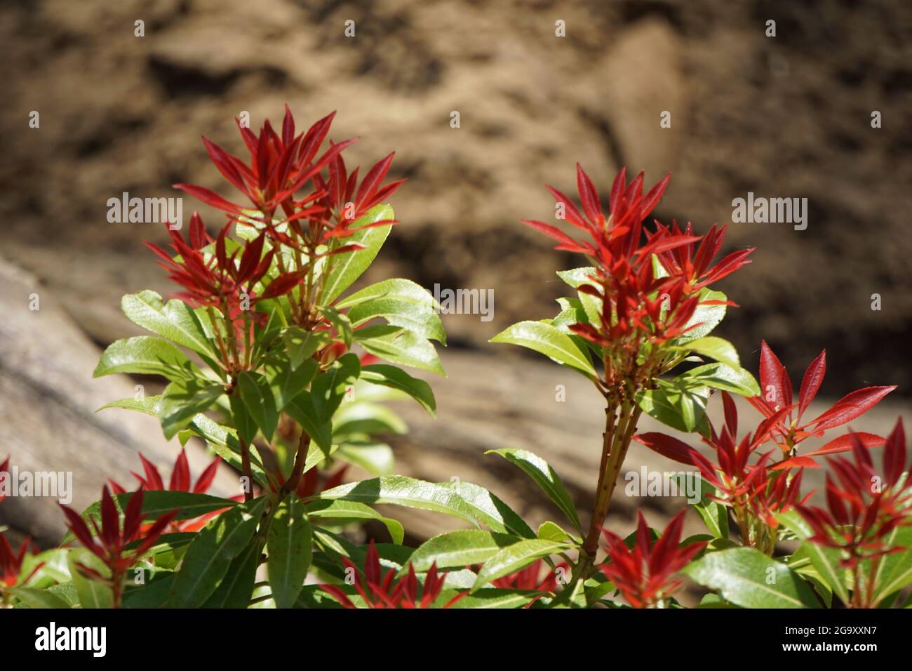 Closeup shot of Japanese andromeda flowering plant Stock Photo - Alamy