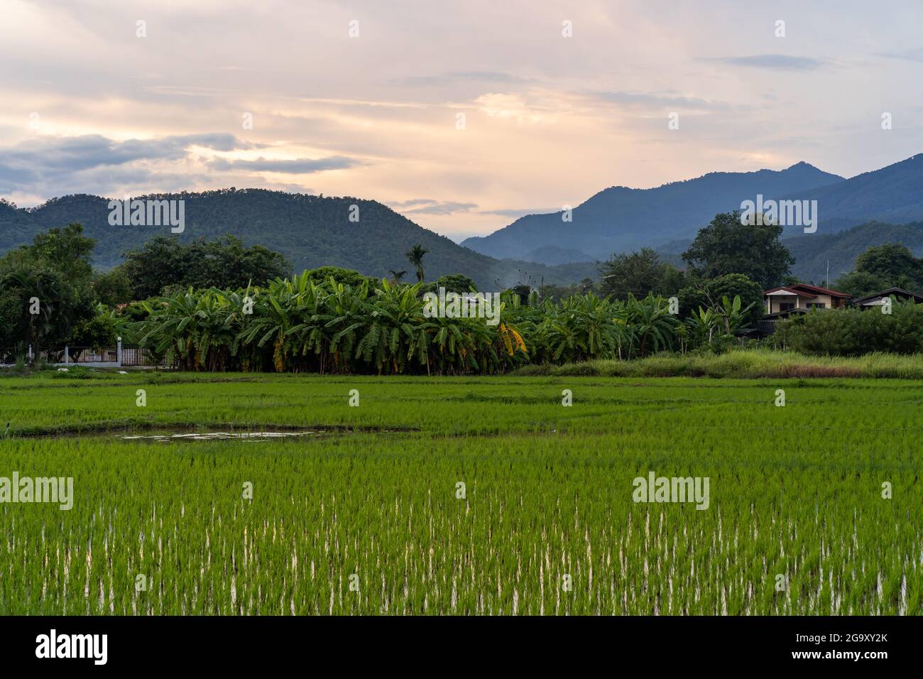 Cultivated farm field next to a banana plantation with mountains on the ...