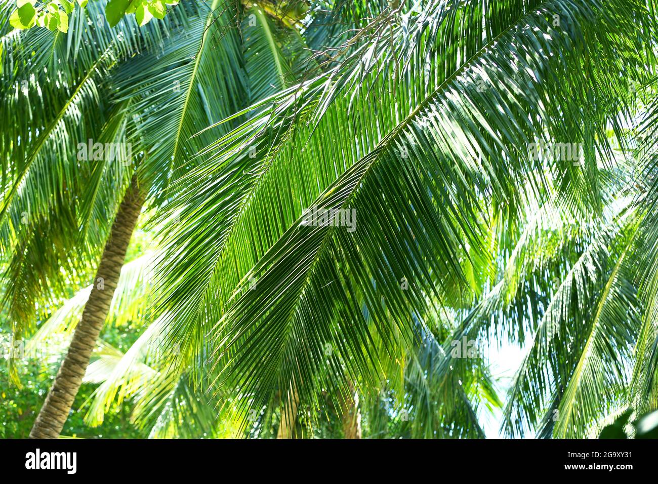 Beautiful green trees in resort Stock Photo - Alamy