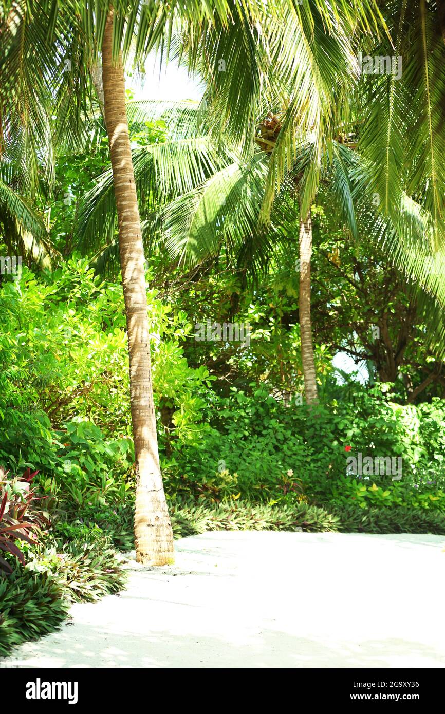 Beautiful green trees in resort Stock Photo - Alamy
