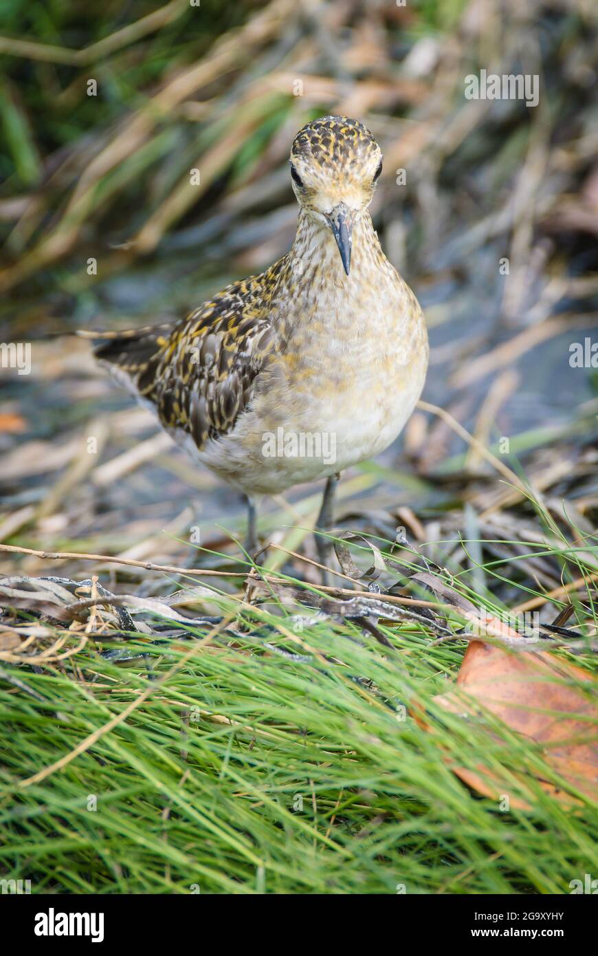 A non-breeding Pacific Golden Plover standing in shoreline sea grasses ...