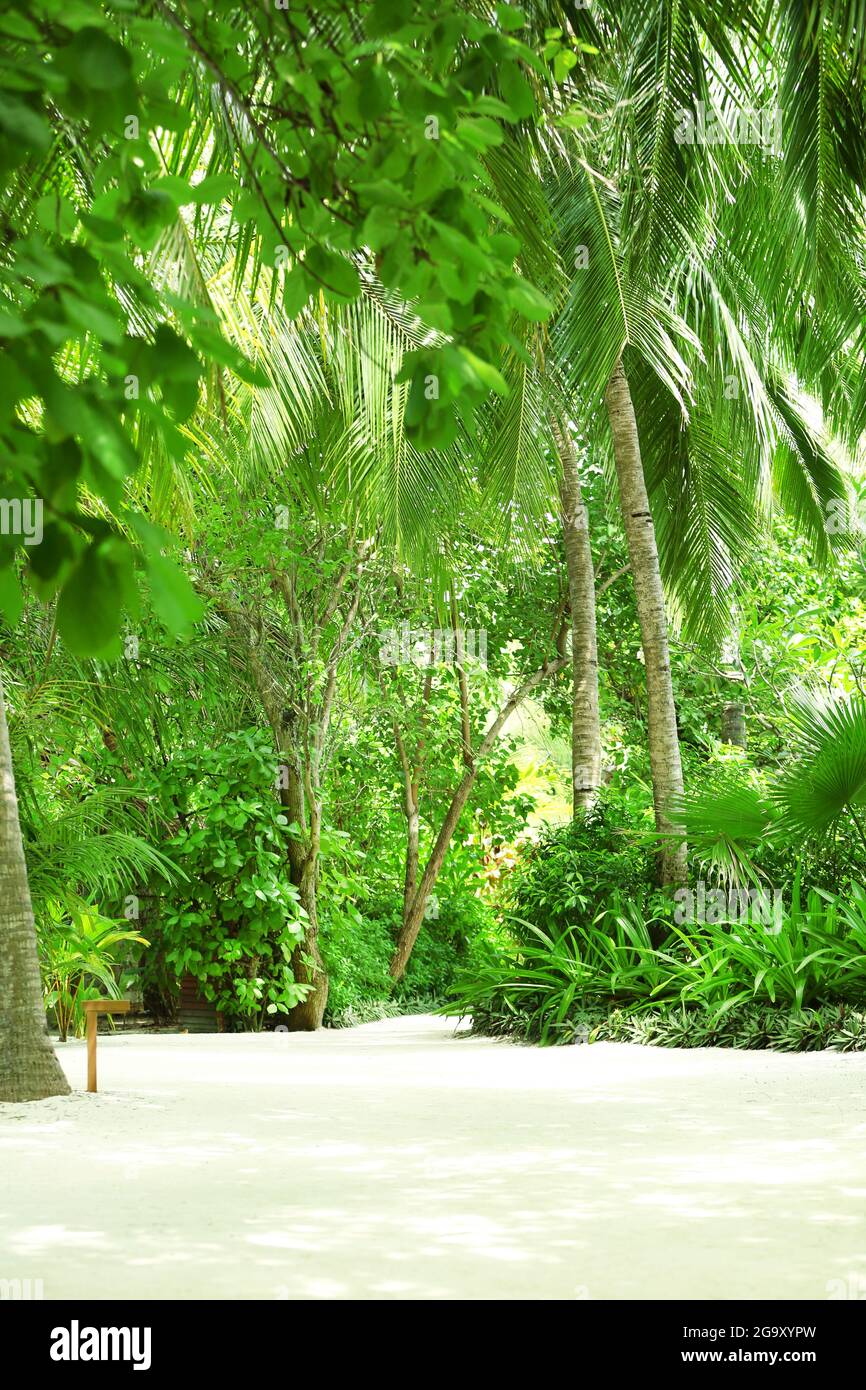 Beautiful green trees in resort Stock Photo - Alamy