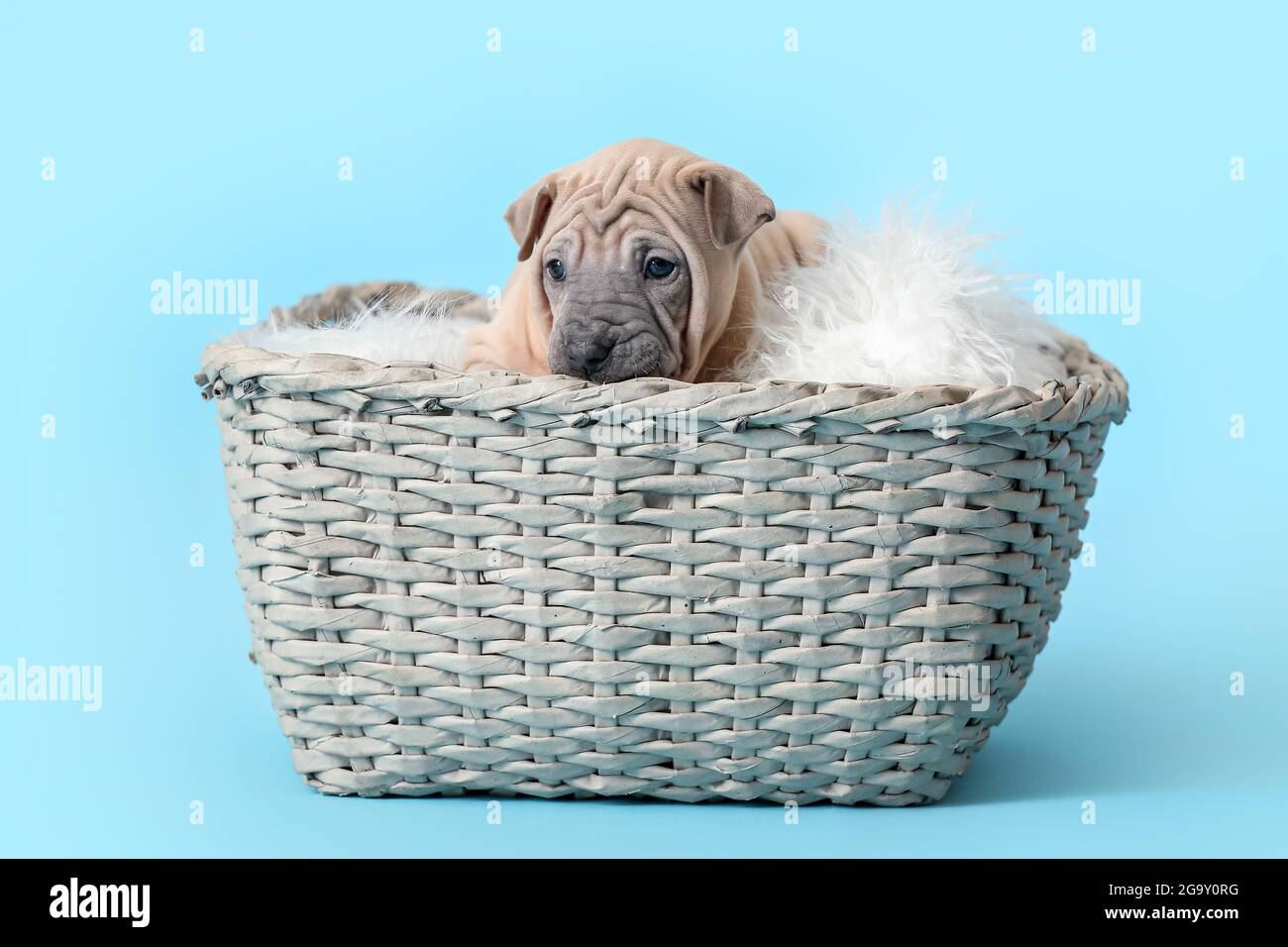 Cute funny puppy in wicker basket on color background Stock Photo - Alamy