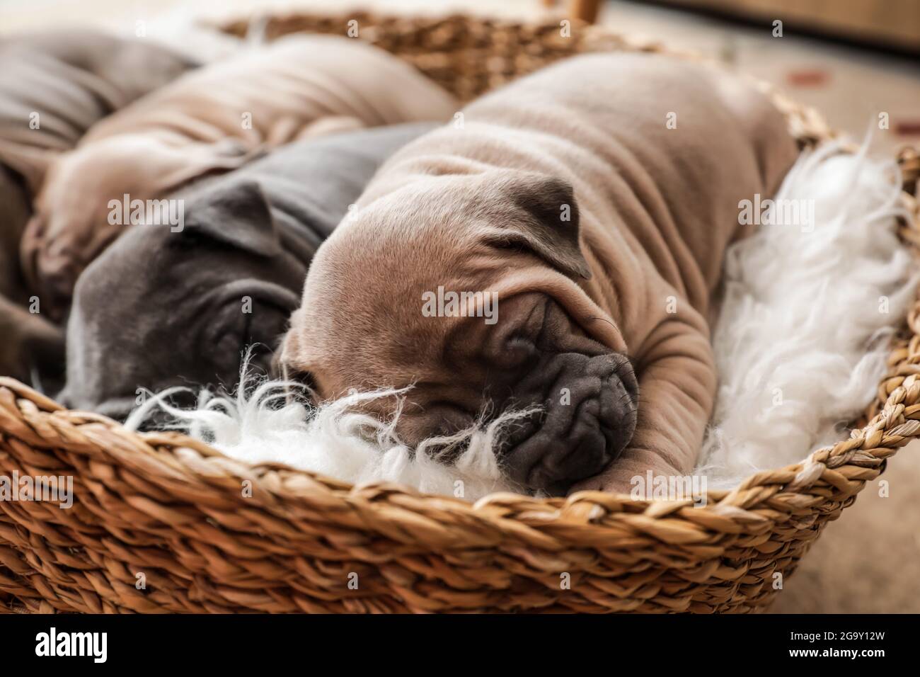 Cute funny puppies sleeping in wicker basket Stock Photo - Alamy