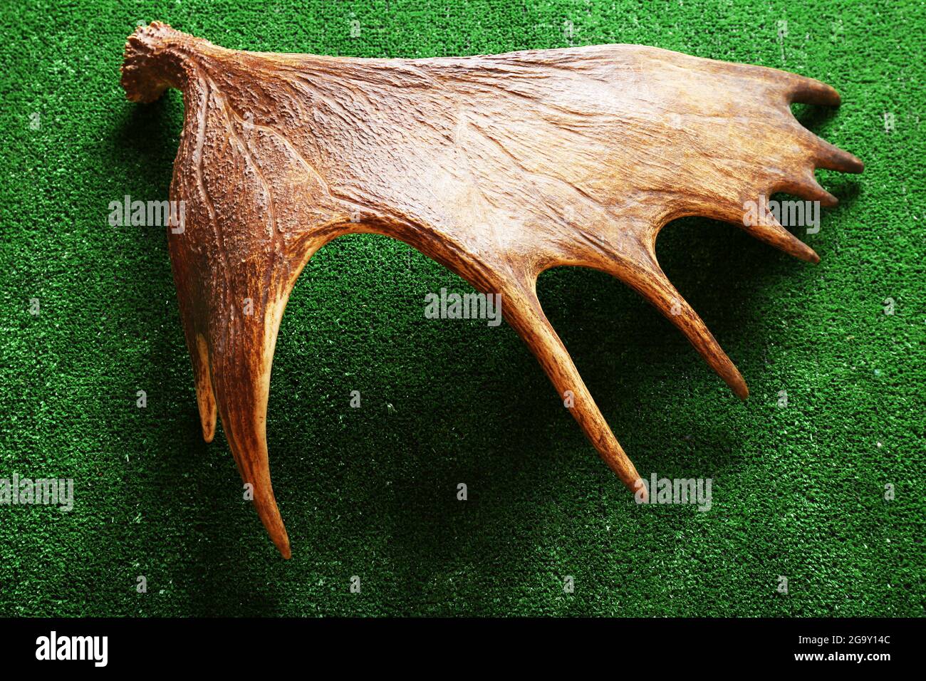 Moose antler on green texture background Stock Photo - Alamy