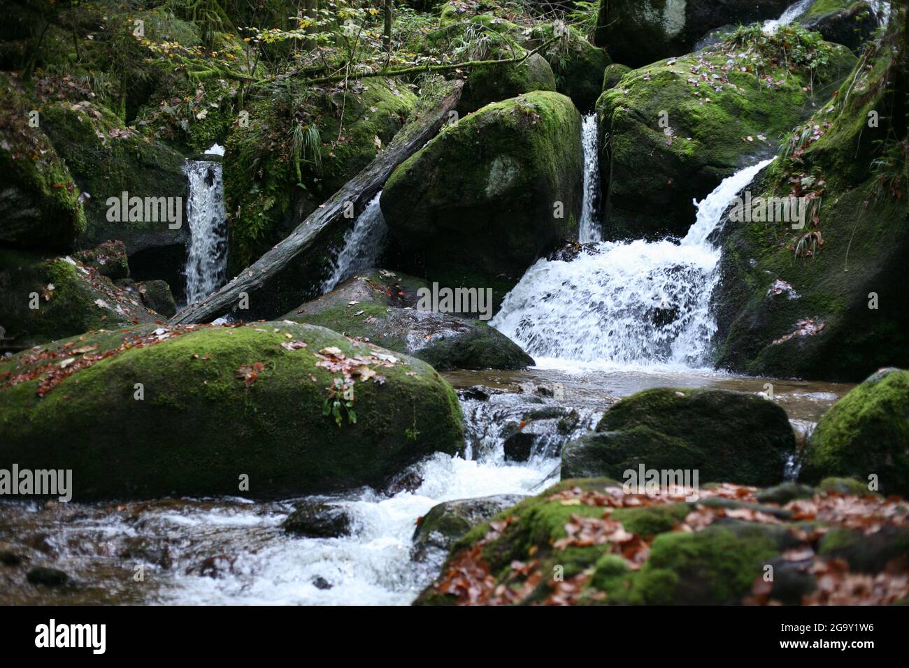 Brook with water pale in the green forest Stock Photo - Alamy