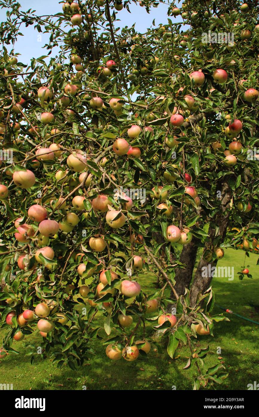 Vertical shot of apple trees growing in a garden under the sunlight ...