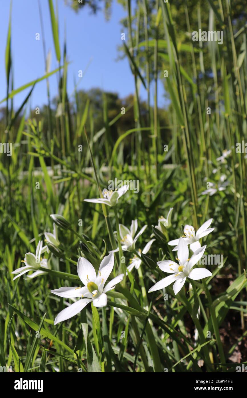 Wild meadow flowers in grass. Small white flowers Stock Photo - Alamy