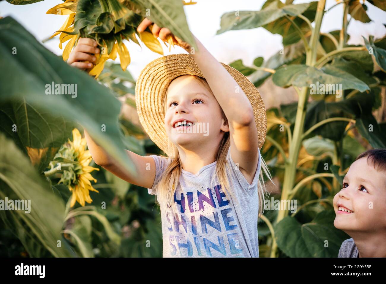 Happy children among huge sunflowers in the sunflower field in the ...