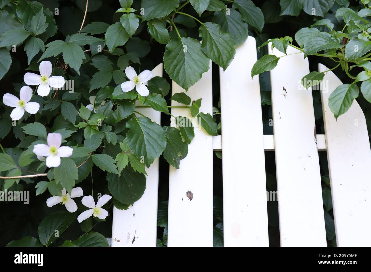 White wooden backrest of chair cover with bush with flowers Stock Photo ...