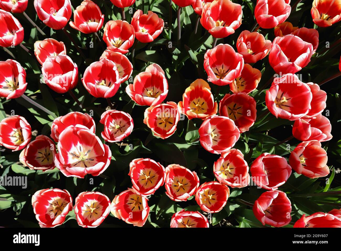 Top view of red opened tulip flowers with green leaves. Closeup Stock ...