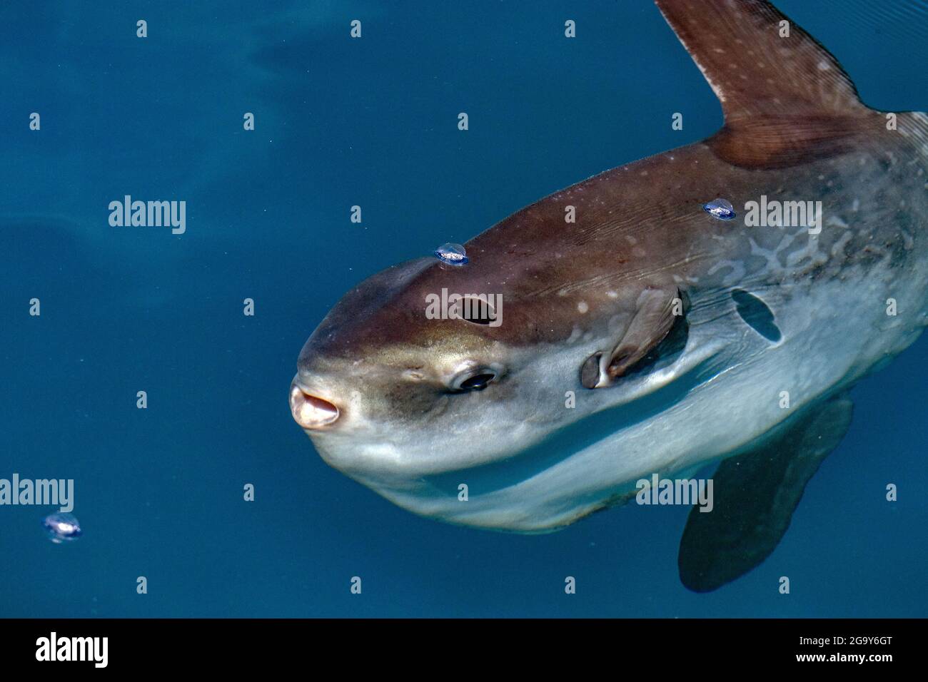 Eating sunfish hi-res stock photography and images - Alamy