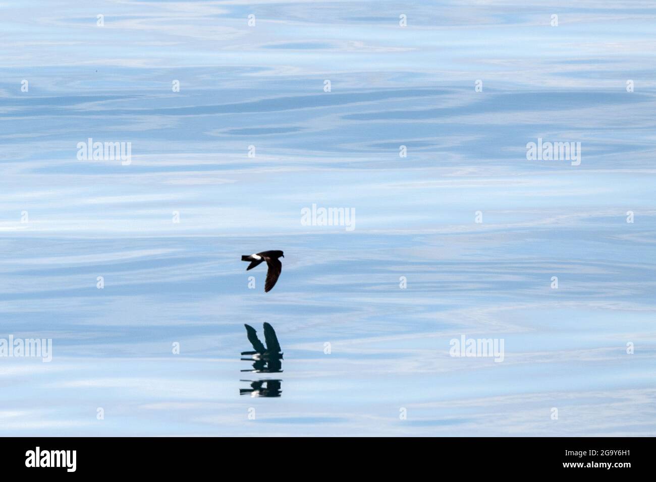Storm petrel bird flying in mediterranean ligurian sea Stock Photo - Alamy