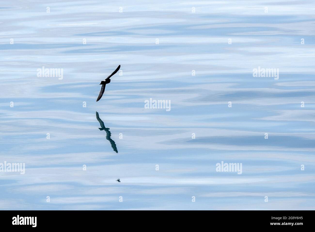 Storm petrel bird flying in mediterranean ligurian sea Stock Photo - Alamy