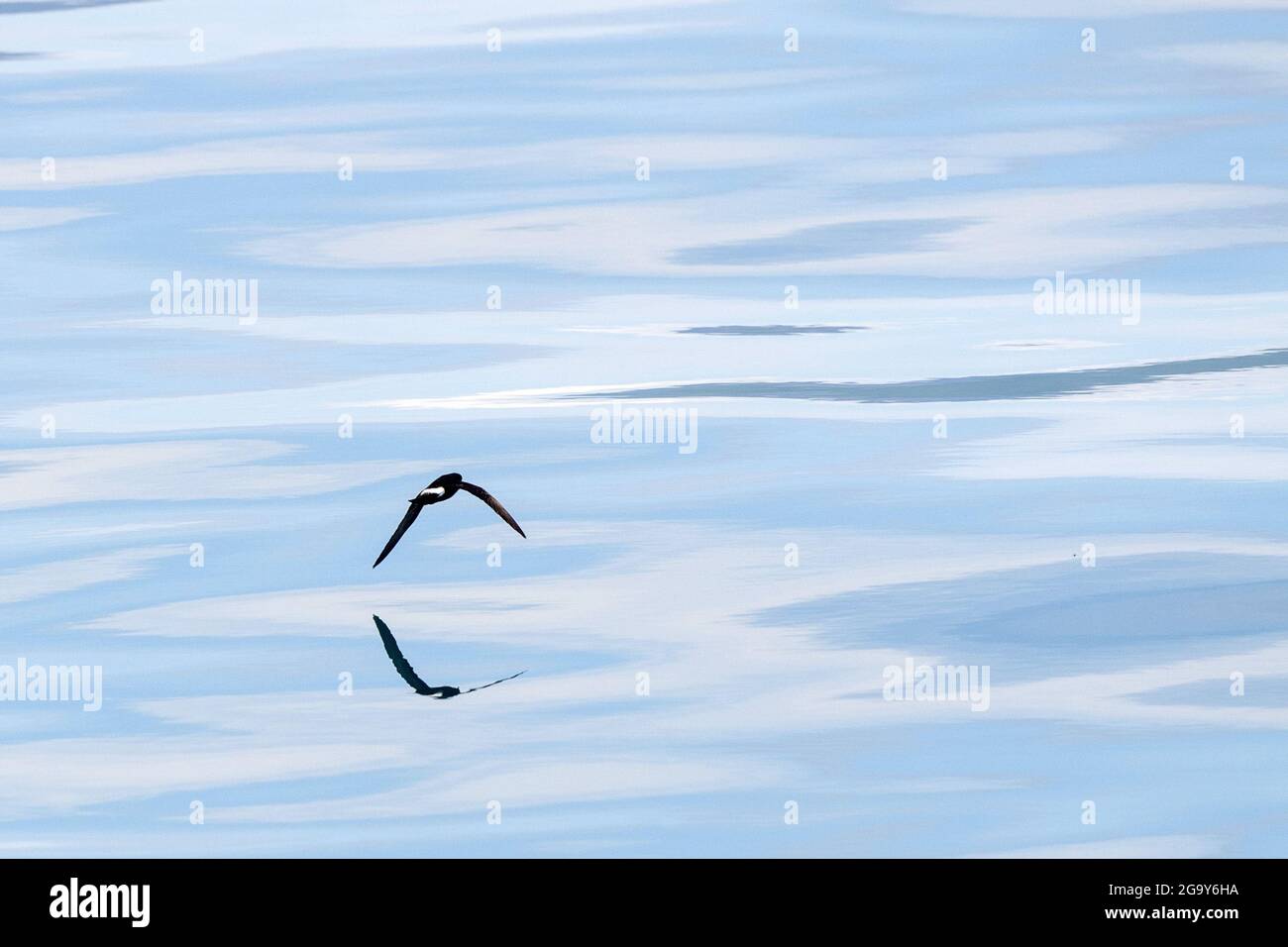 Storm petrel bird flying in mediterranean ligurian sea Stock Photo - Alamy