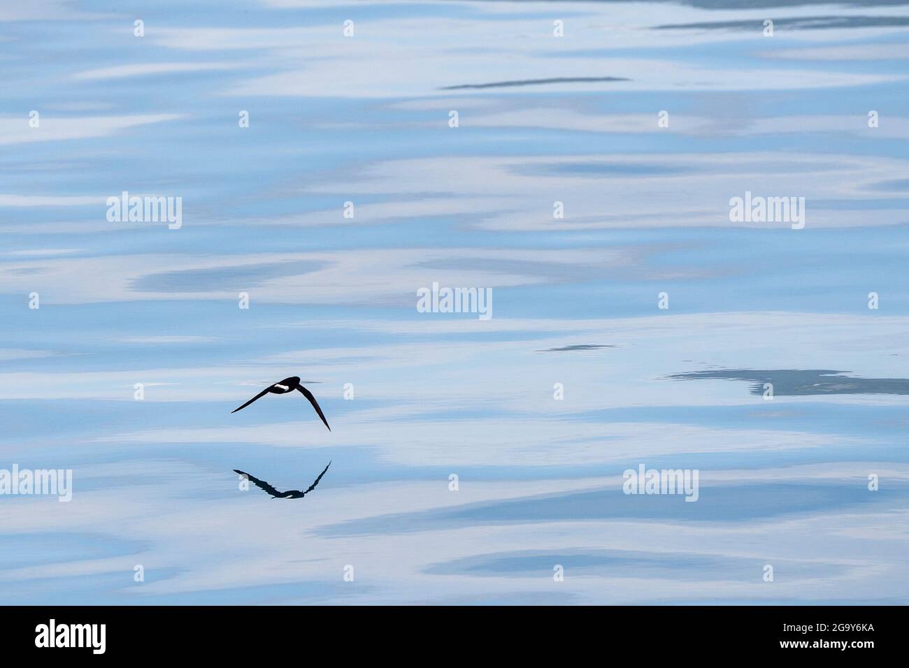 Storm petrel bird flying in mediterranean ligurian sea Stock Photo - Alamy