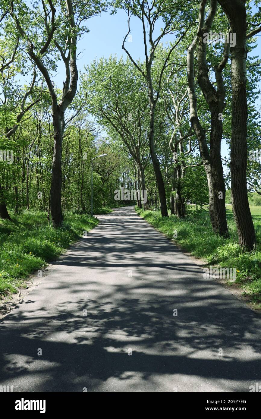 Path in the park between trees. Foot path in a forest Stock Photo - Alamy