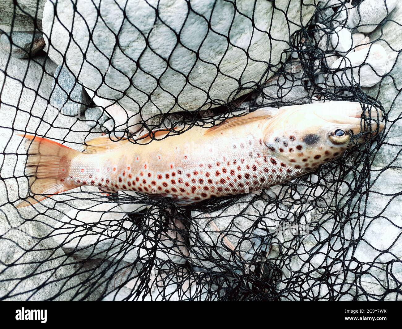 Wild brown trout caught in a fishing net, Himalayas, India Stock Photo ...