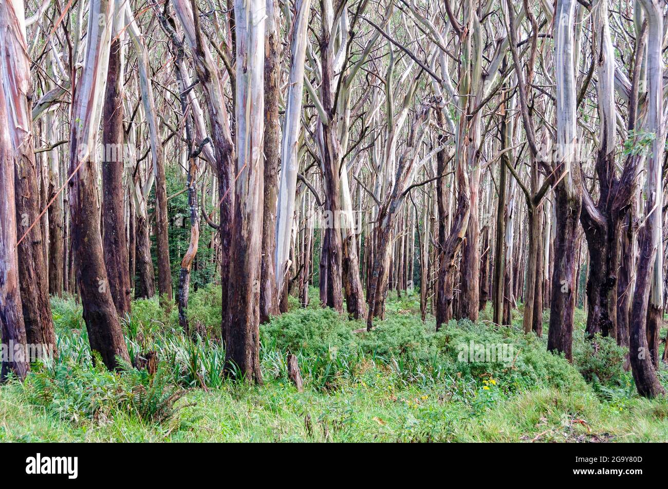 Alpine vegetation australia hi-res stock photography and images - Alamy