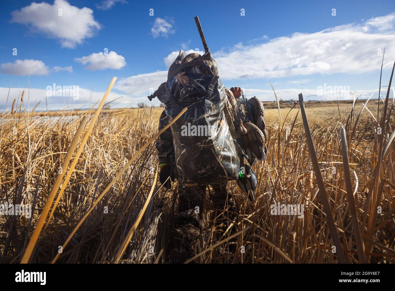 Rear view of a man walking through reeds while duck hunting, USA Stock ...