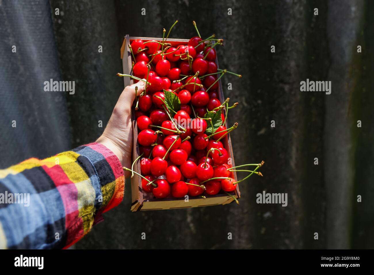 Female hand holding wooden box, crape of sweet cherries, showing and ...